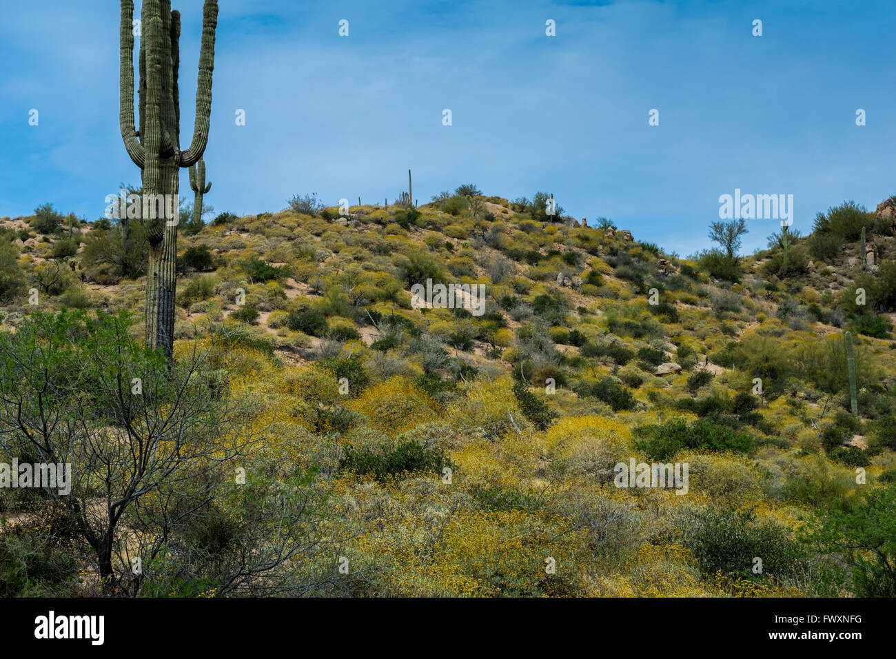 Hidden Treasures in the Arizona Desert Stock Photo - Alamy