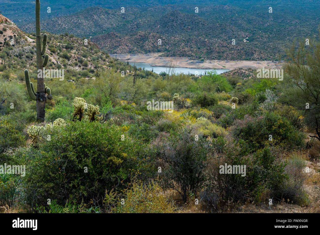 Hidden Treasures in the Arizona Desert Stock Photo - Alamy
