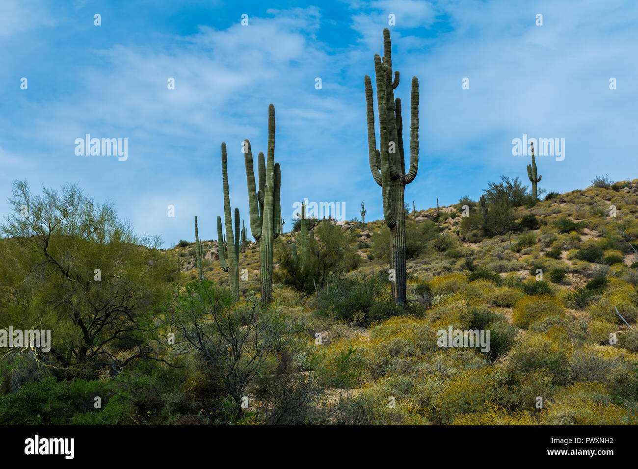 Hidden Treasures in the Arizona Desert Stock Photo - Alamy