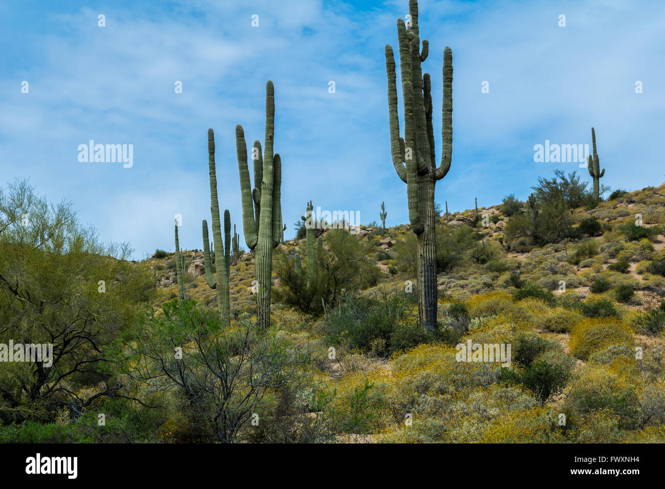 Hidden Treasures in the Arizona Desert Stock Photo - Alamy