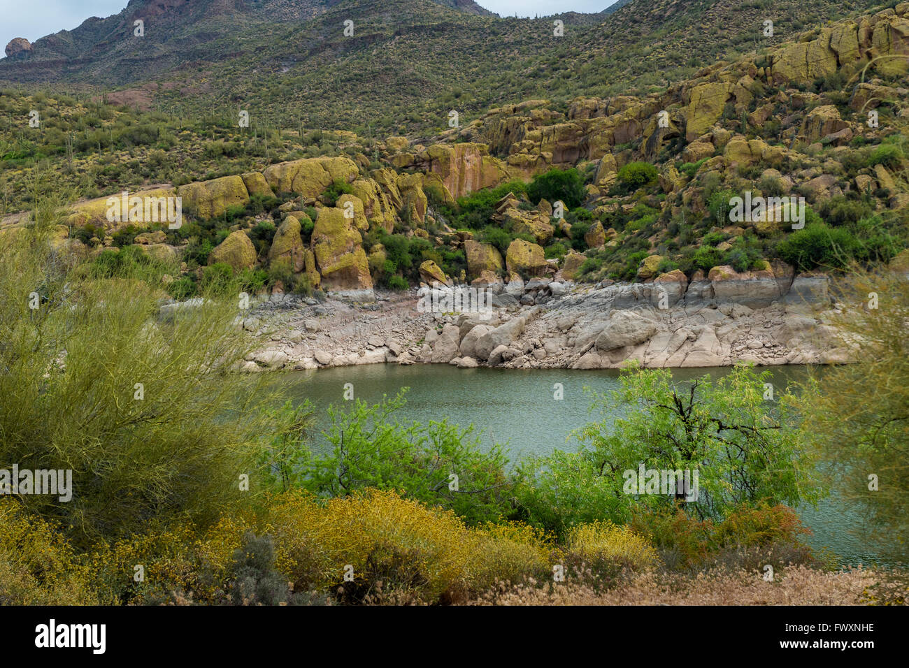 Hidden Treasures in the Arizona Desert Stock Photo - Alamy