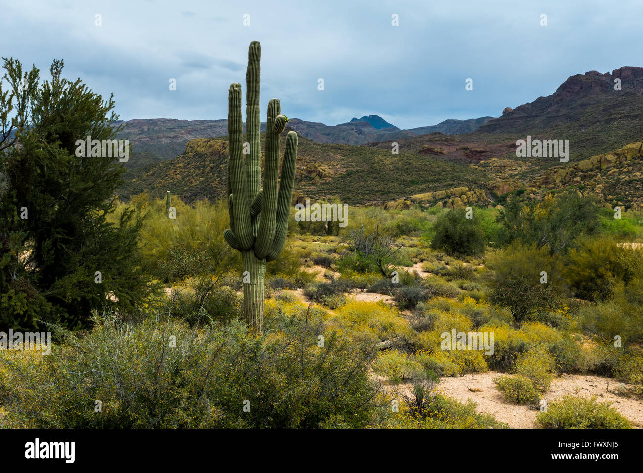 Hidden Treasures in the Arizona Desert Stock Photo - Alamy