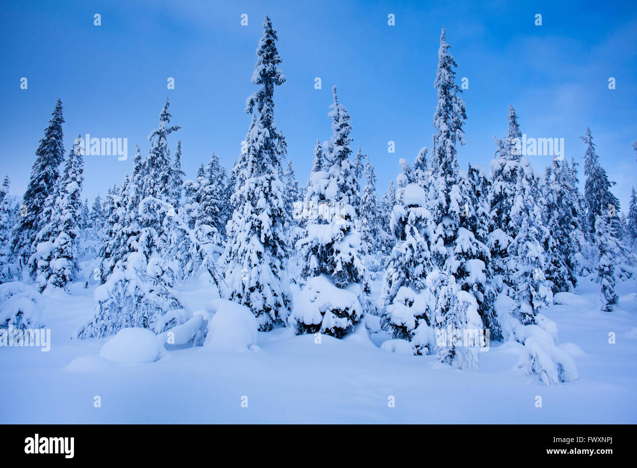Swedish forest forests pine tree hi-res stock photography and images ...