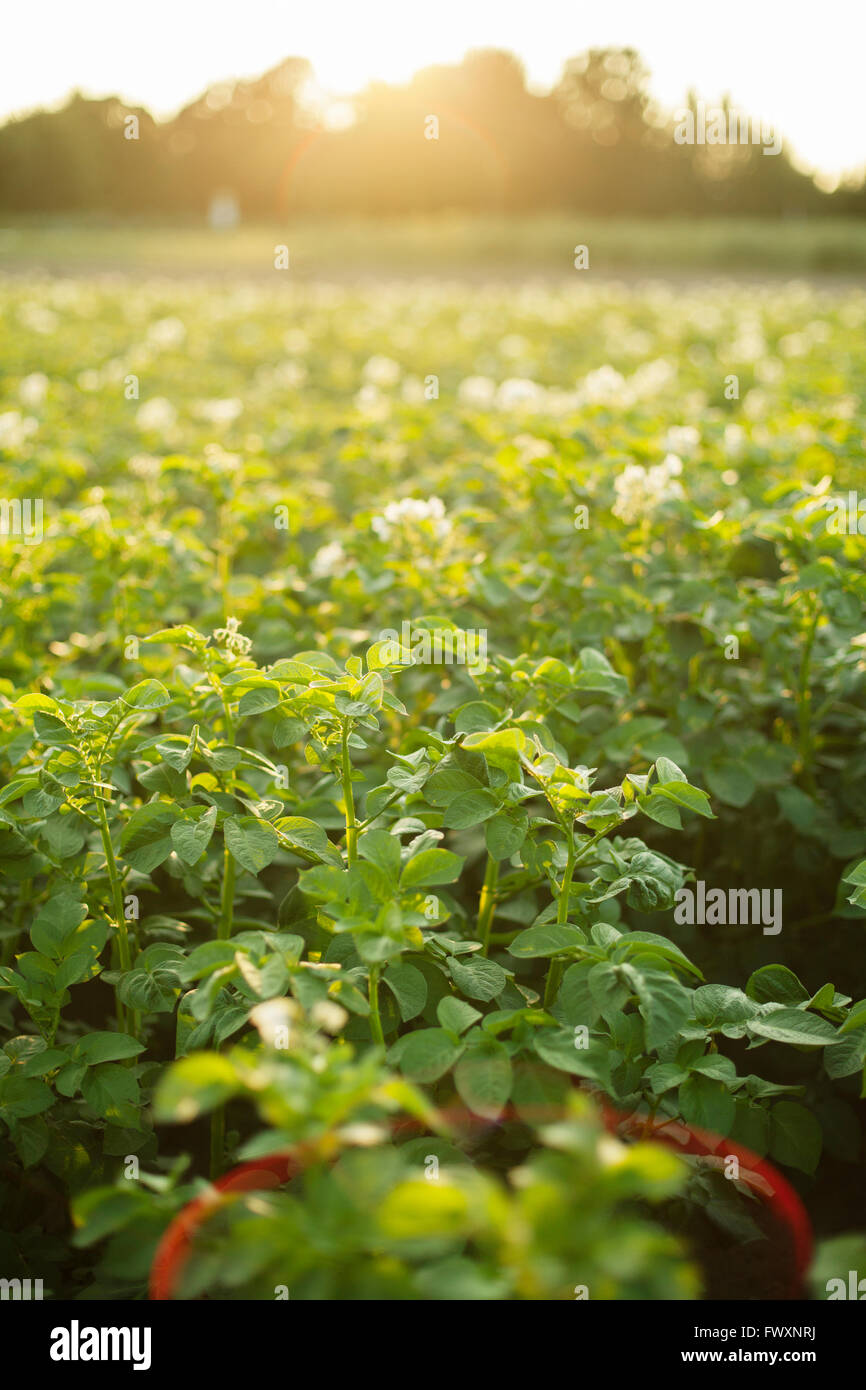 Growth potato field hi-res stock photography and images - Alamy