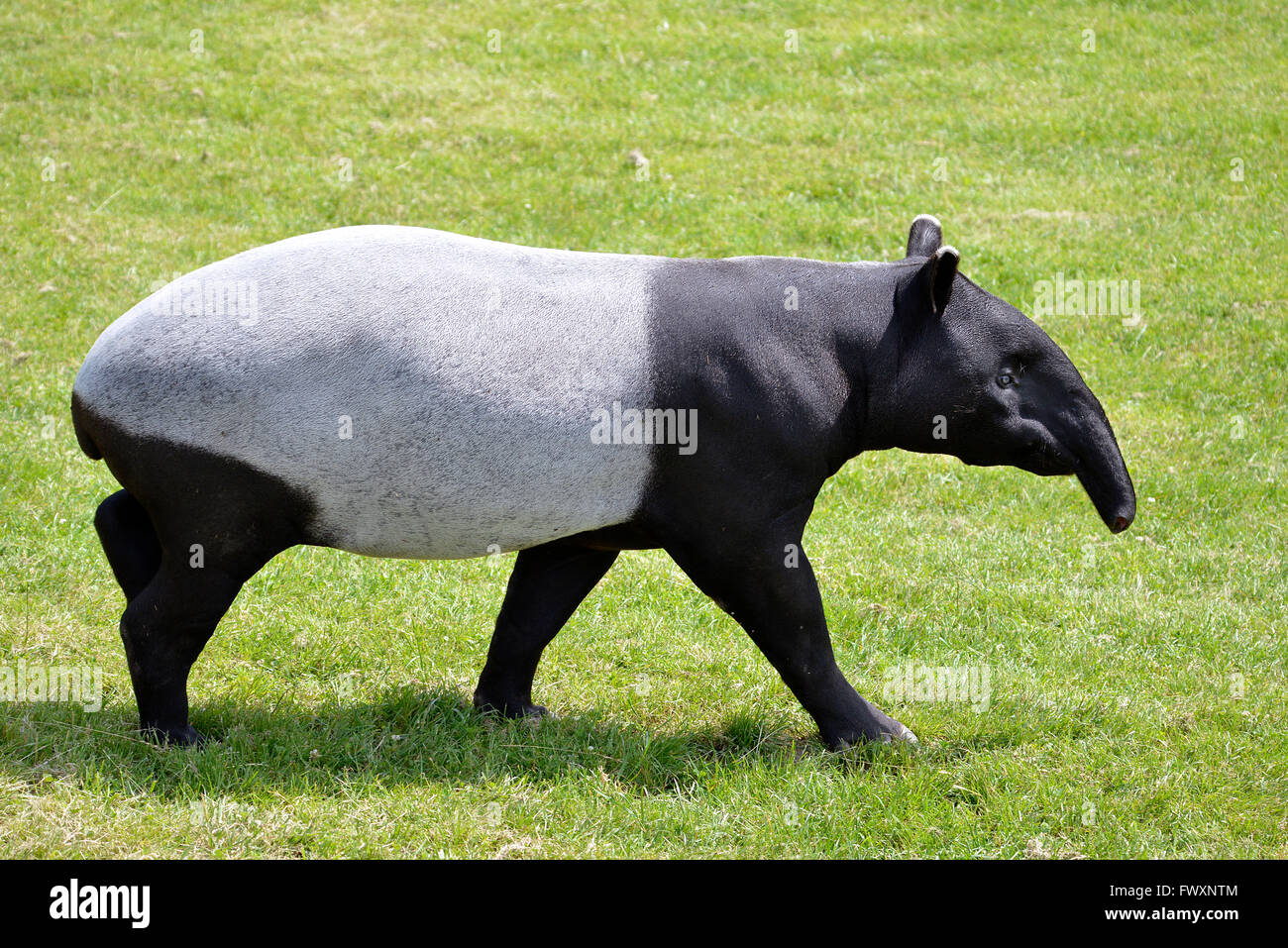 Malayan tapir (Tapirus indicus) walking on grass and viewed of profile ...