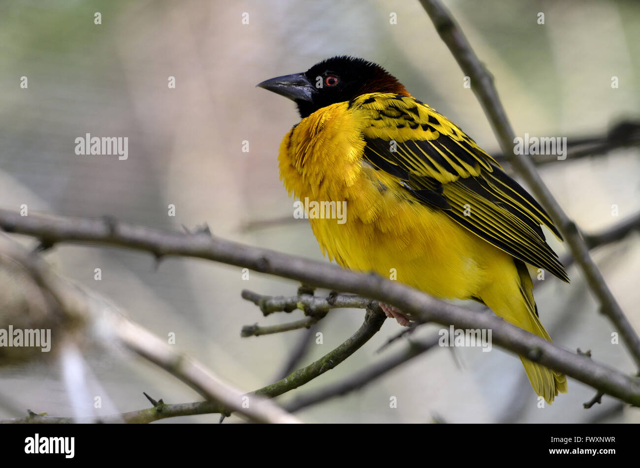 Male Village Weaver (Ploceus cucullatus) on branch Stock Photo - Alamy