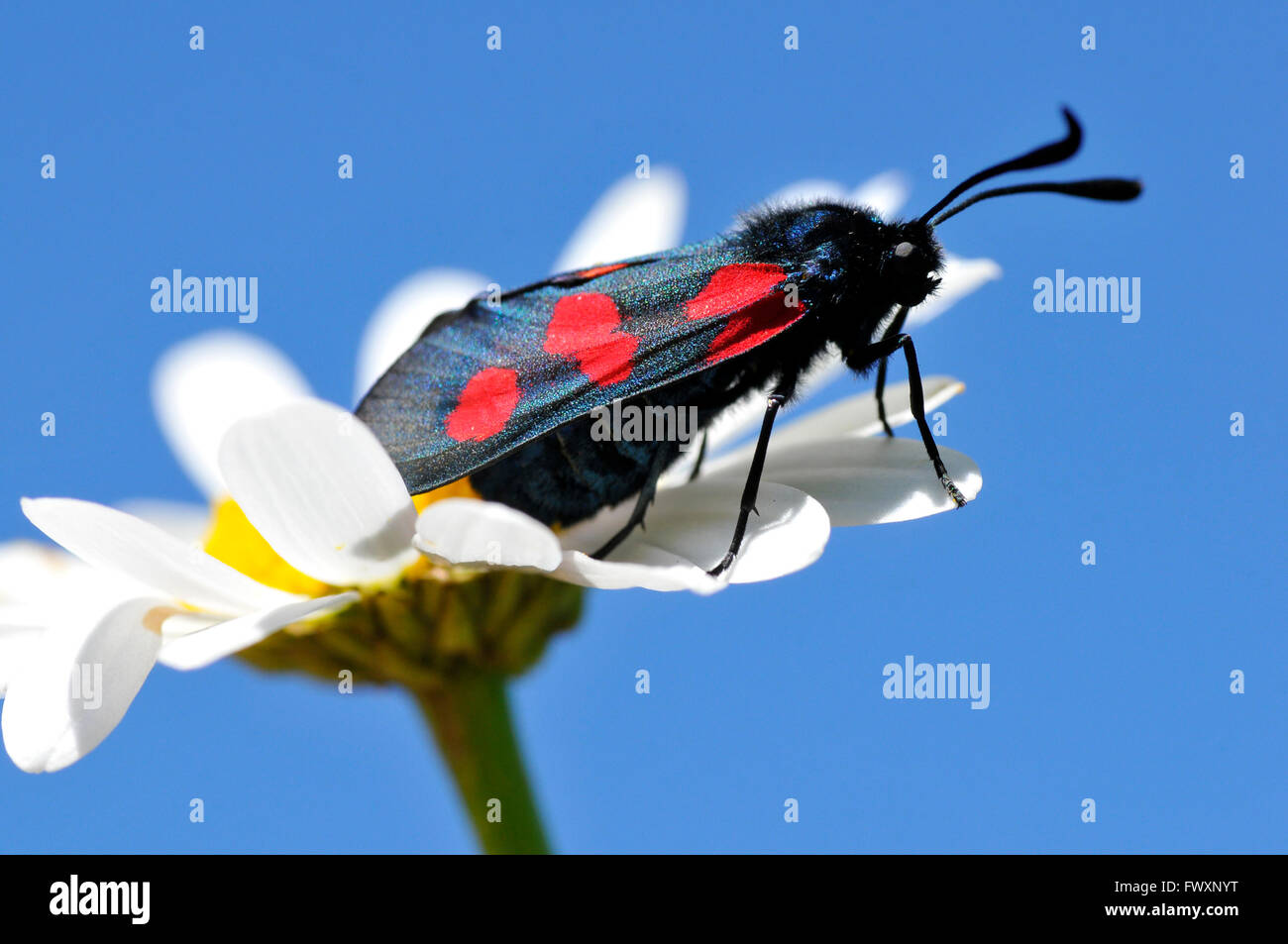 Blue butterfly profile hi-res stock photography and images - Alamy