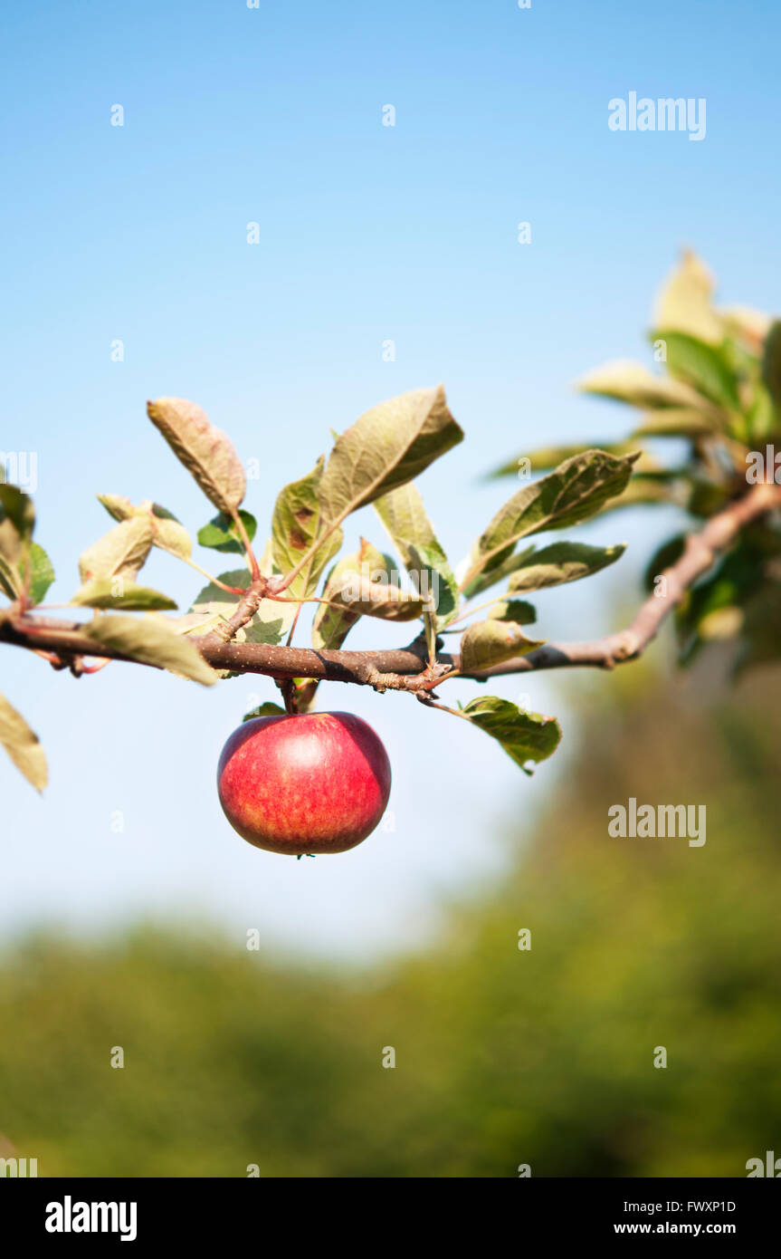 Apple tree hi-res stock photography and images - Alamy