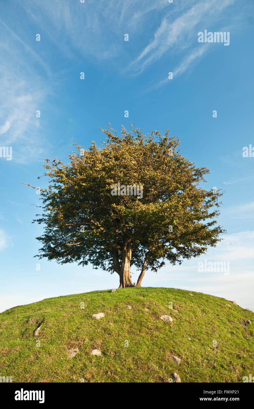 Cherry tree hill hi-res stock photography and images - Alamy