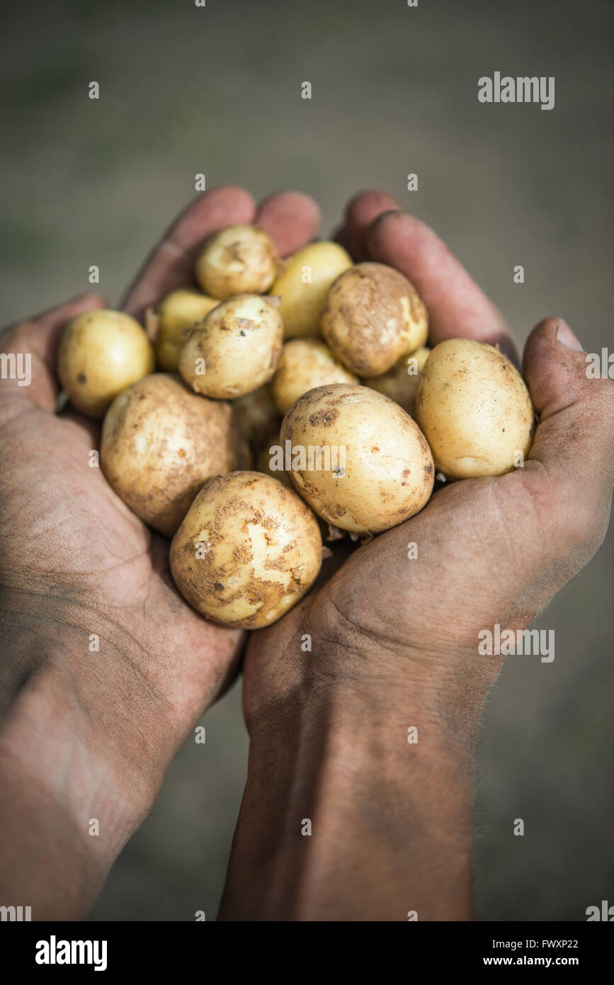 Close up human hand holding potato hi-res stock photography and images ...