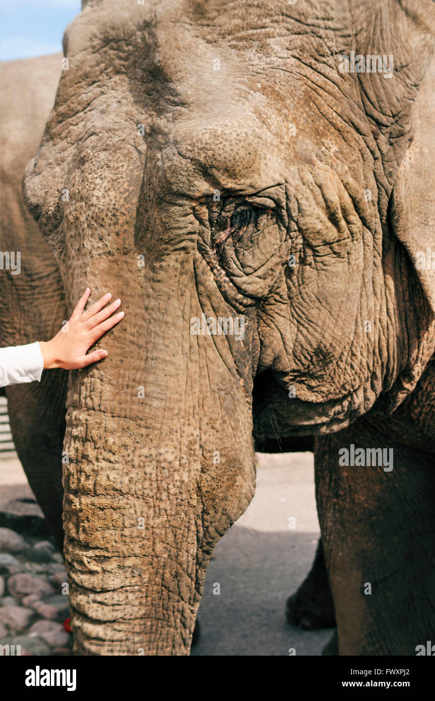 Hand stroking elephant hi-res stock photography and images - Alamy