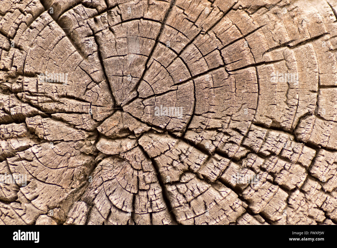 Split timber hi-res stock photography and images - Alamy