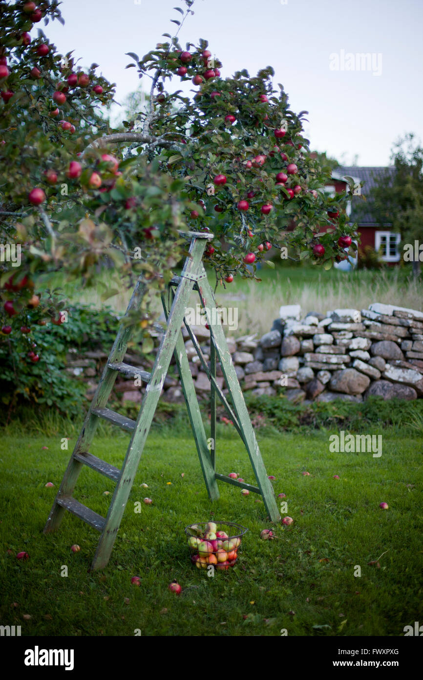 Swedish ladder hi-res stock photography and images - Alamy