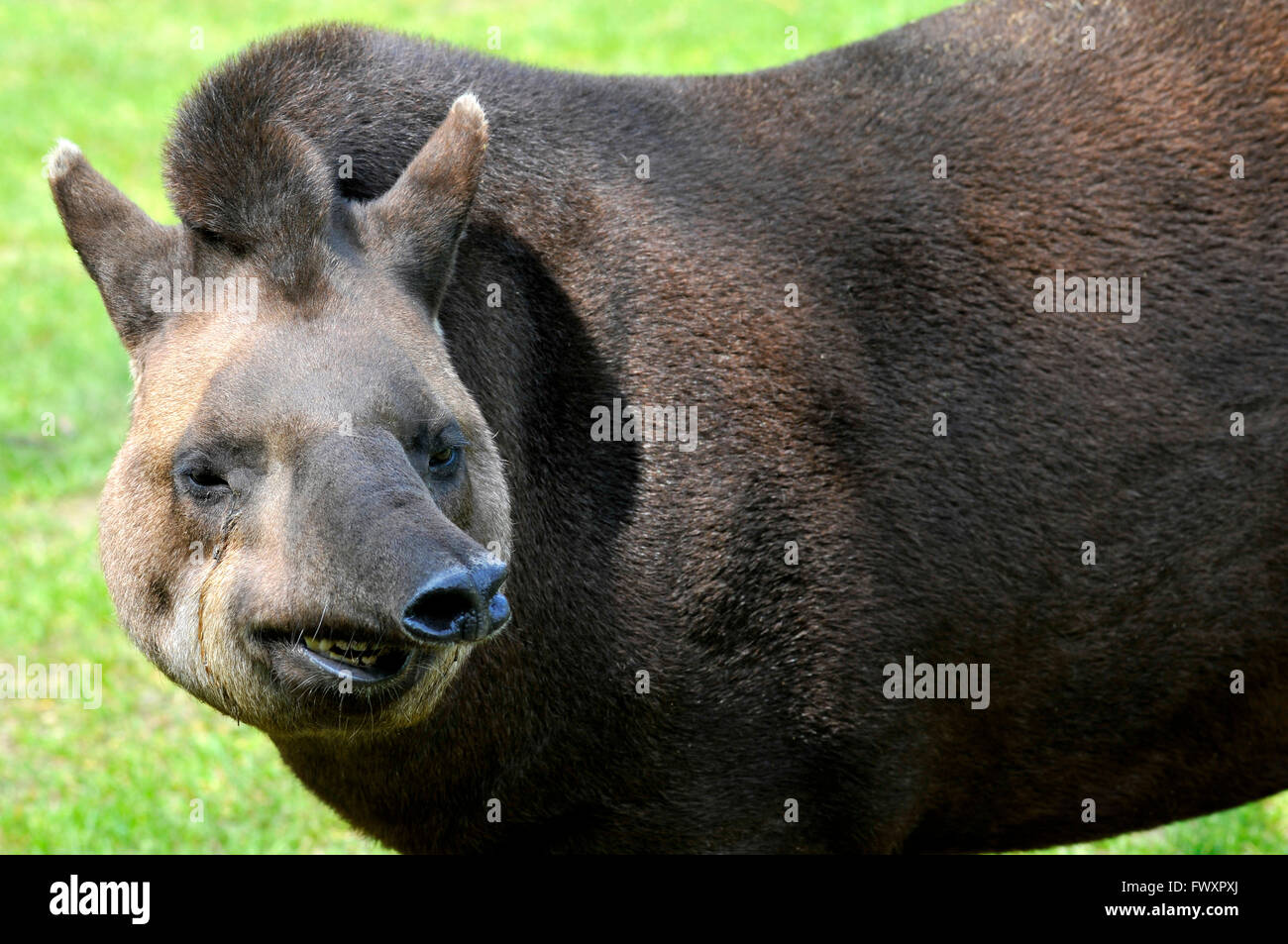 Portrait of south American tapir (Tapirus terrestris) giving the ...