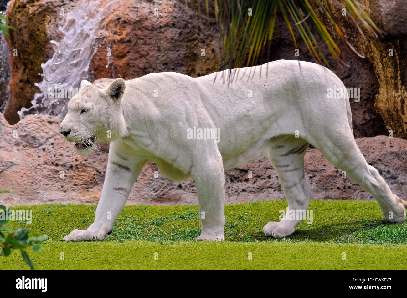 Very rare white tiger (Panthera tigris) seen from profile walking on ...