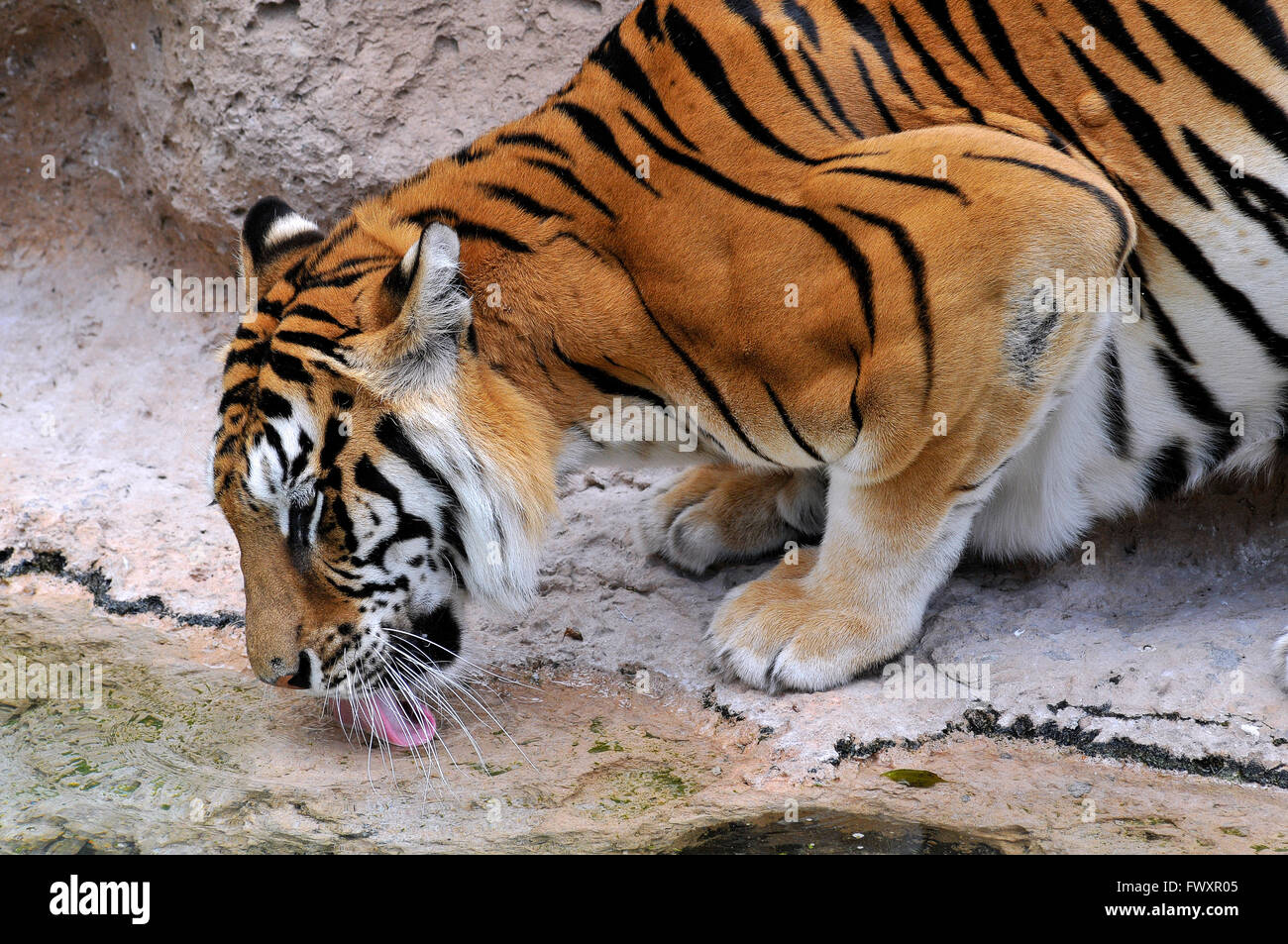 Tiger in a pond hi-res stock photography and images - Alamy
