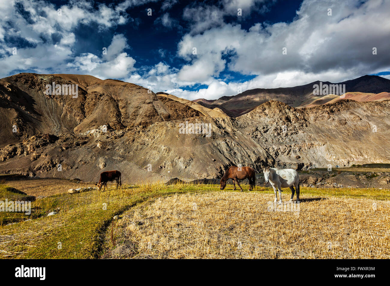 Horses and cow grazing in Himalayas. Ladakh, India Stock Photo - Alamy
