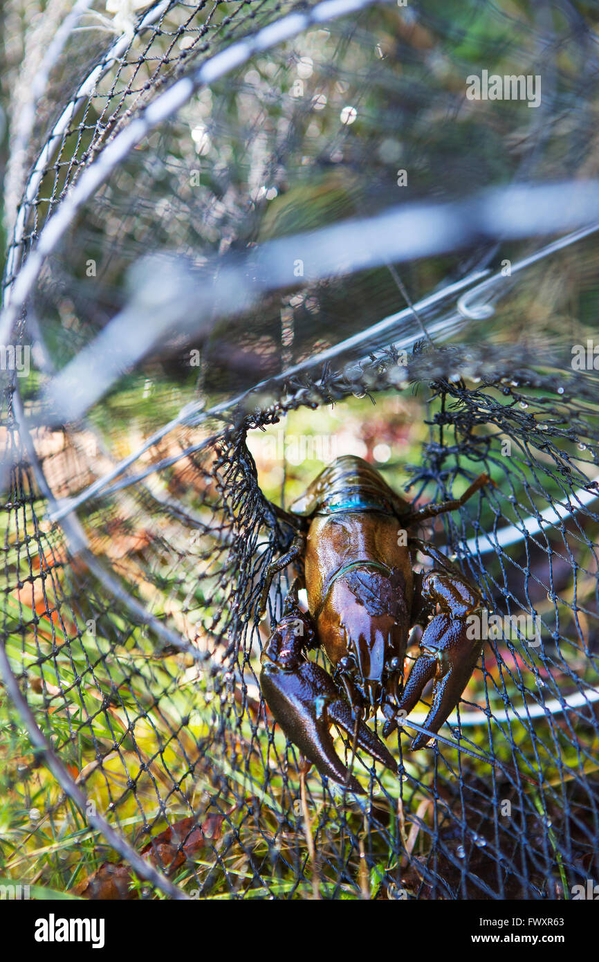 Net caught hi-res stock photography and images - Alamy