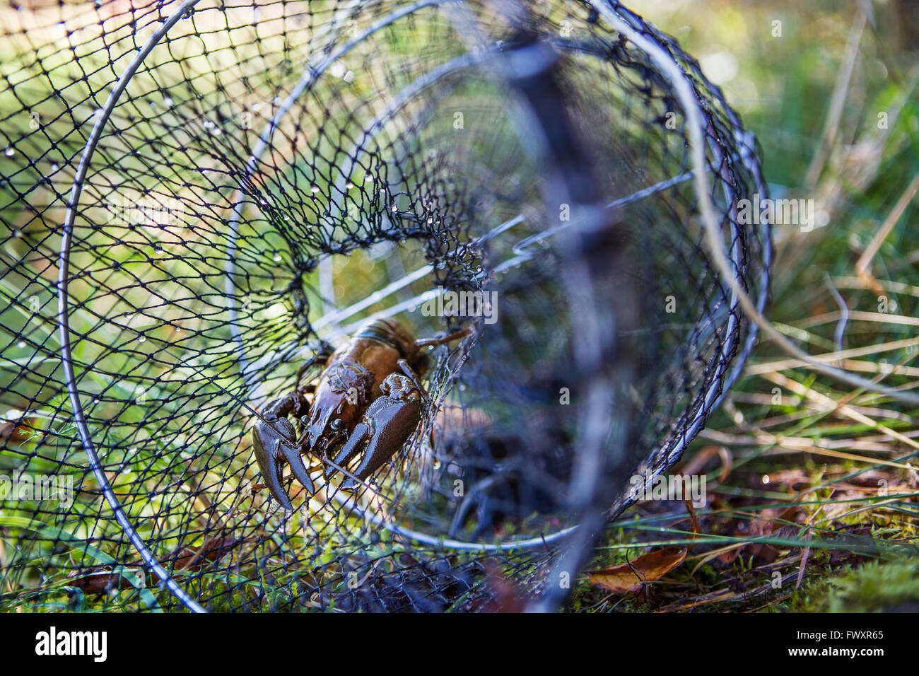 Crayfish net hi-res stock photography and images - Alamy