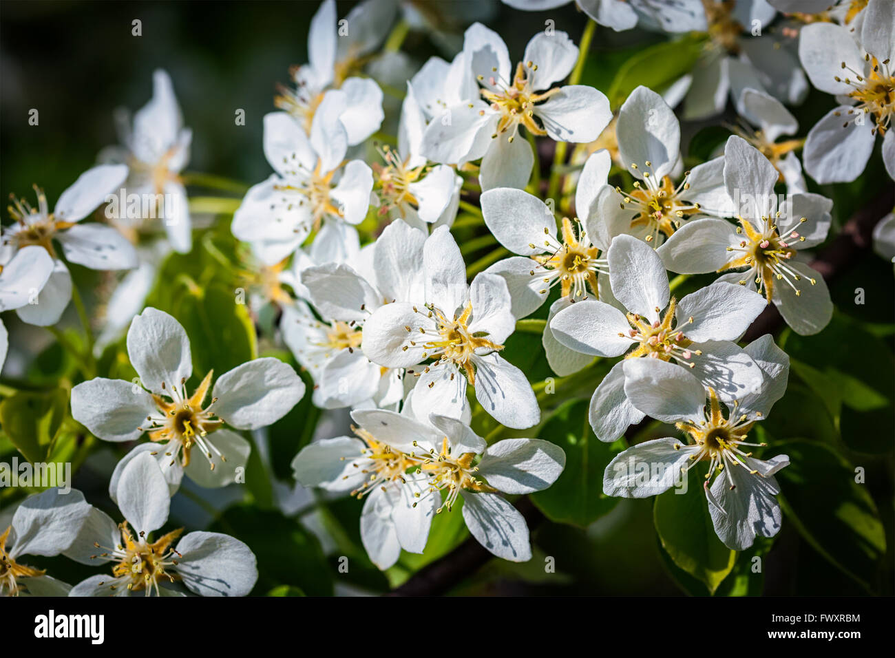 Apple tree blossoming branch Stock Photo - Alamy