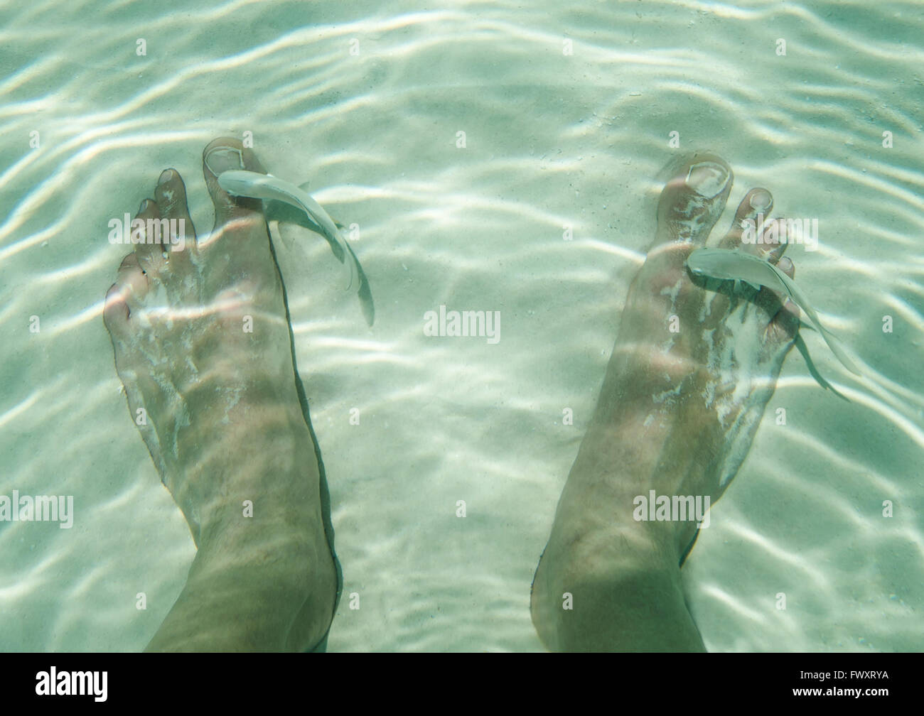 Fish swimming around feet on Grand Bahama Island beach Stock Photo - Alamy