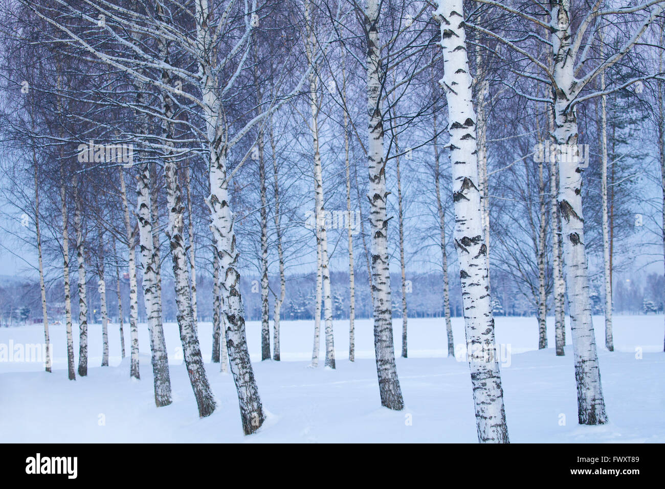 Mora Tree Stock Photos & Mora Tree Stock Images - Alamy