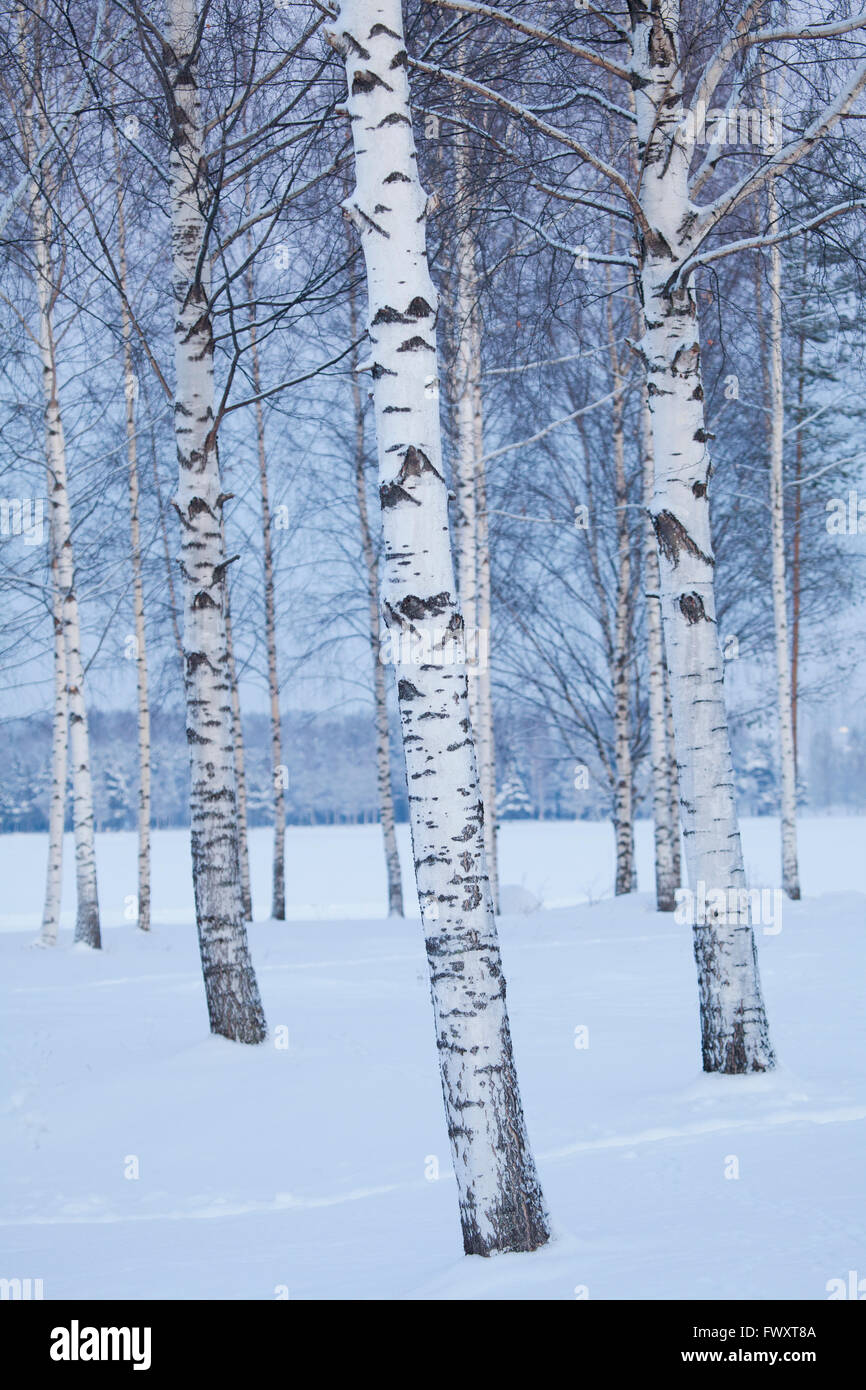 Mora Tree Stock Photos & Mora Tree Stock Images - Alamy