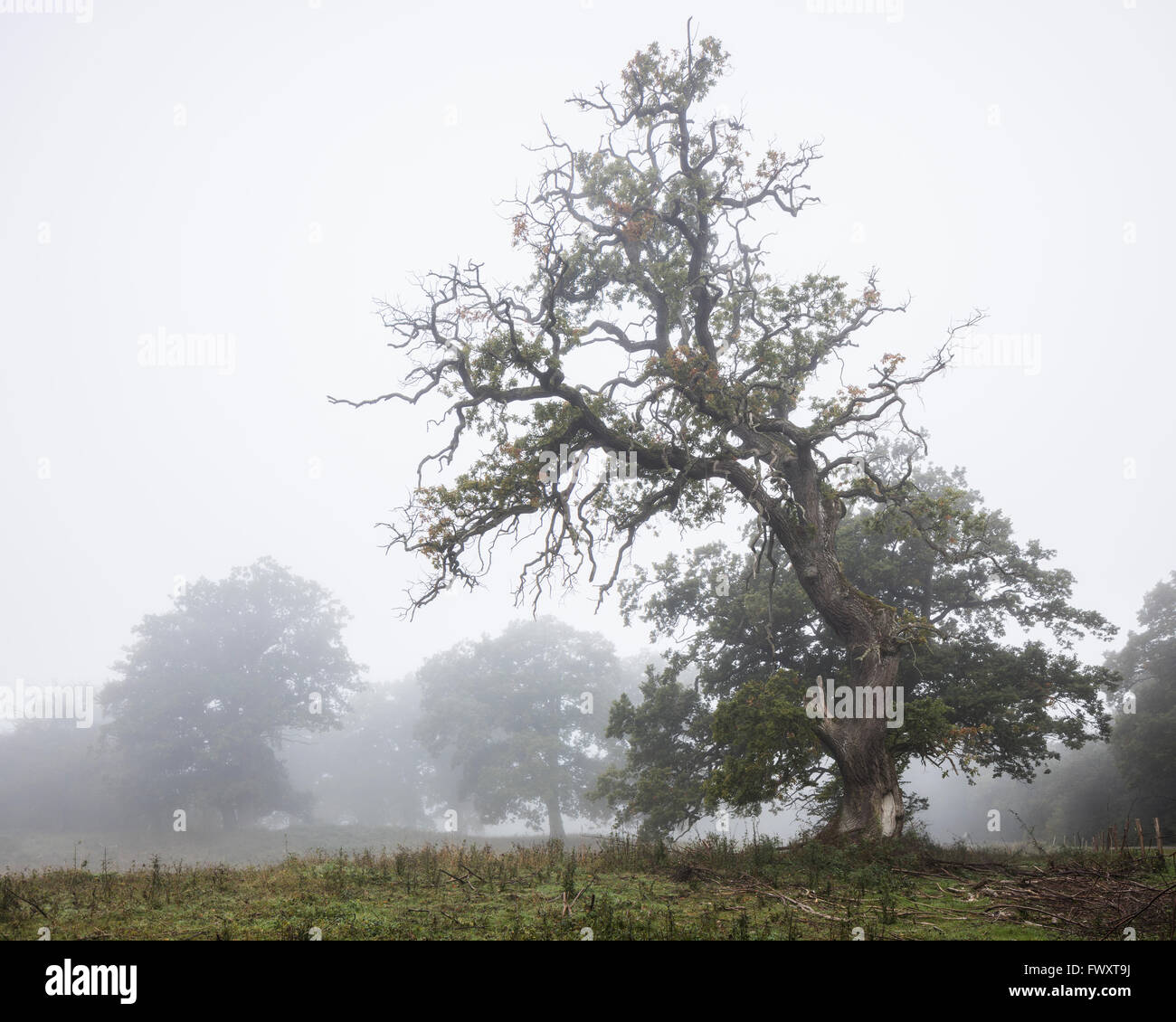 English oak quercus robur hi-res stock photography and images - Alamy