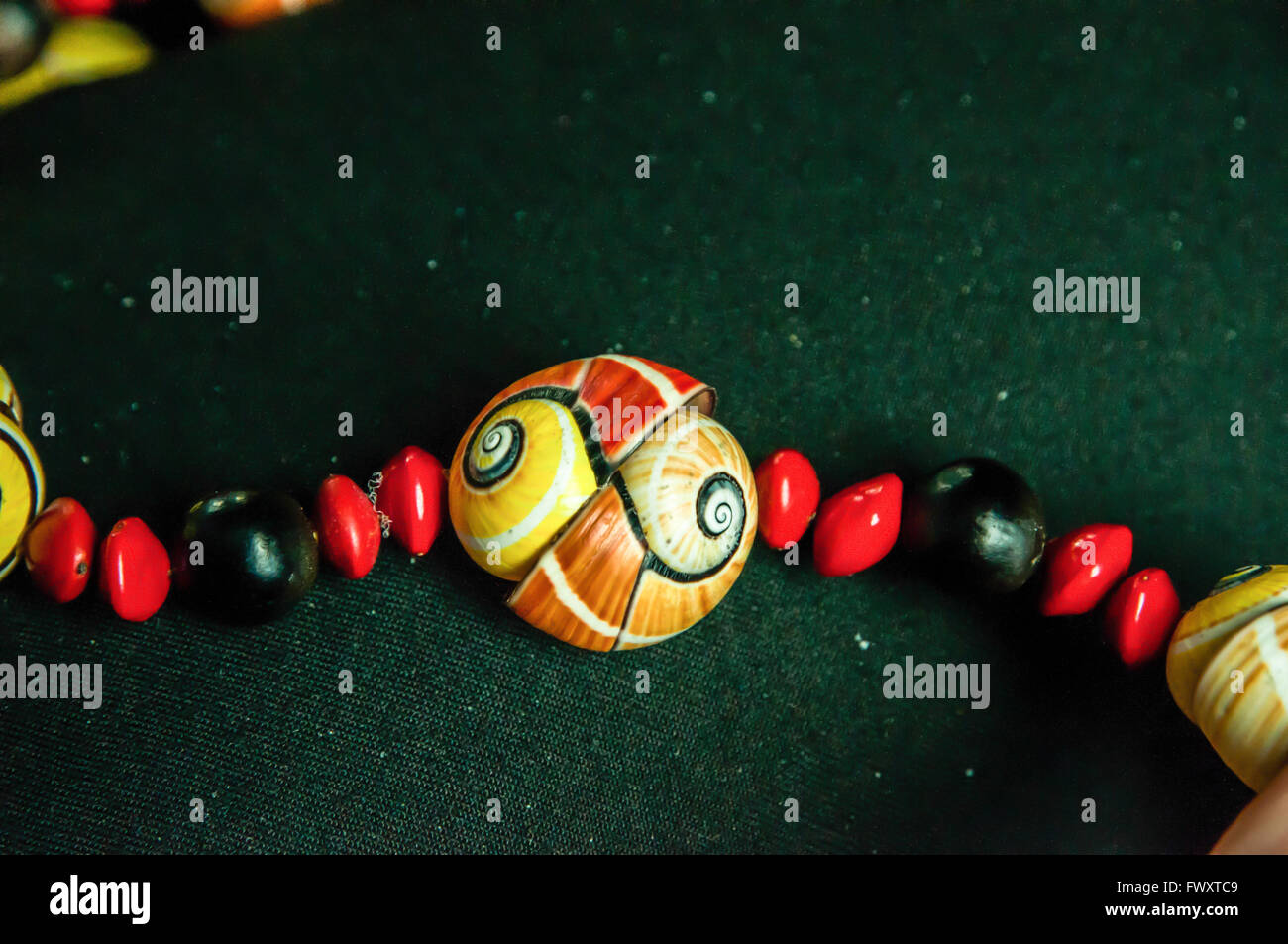 Colourful Cuban land snail or the Painted snail (Polymita picta ...