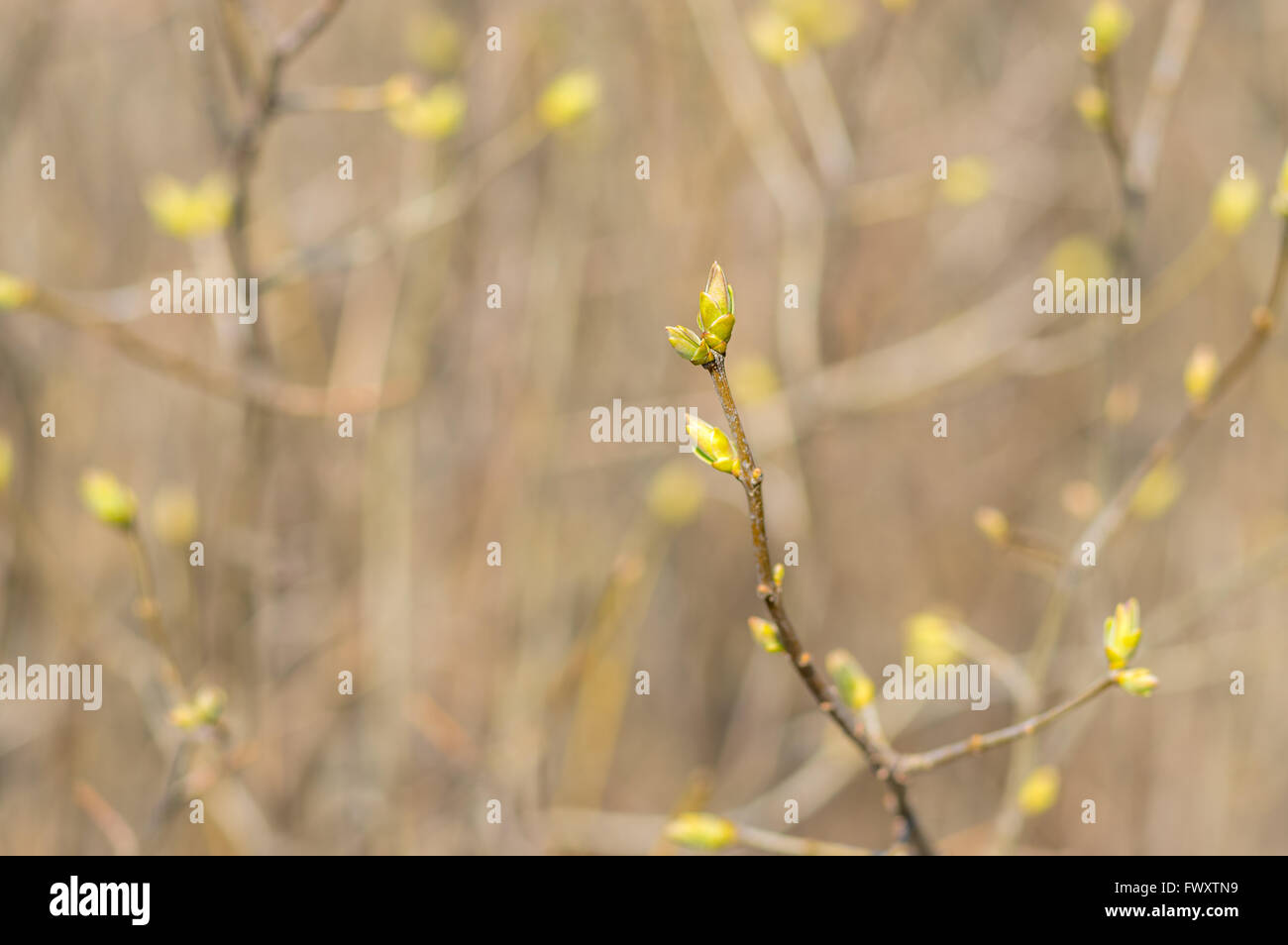 Sprouts of common lilac shrub with buds at early spring season (shallow ...