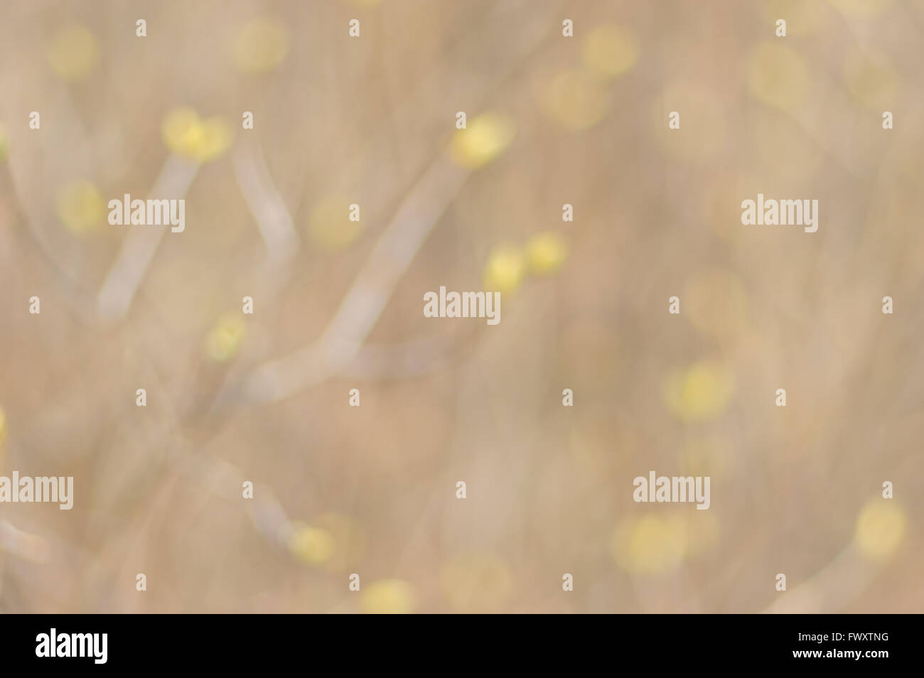 Abstract natural background - pastel colors of early spring season ...