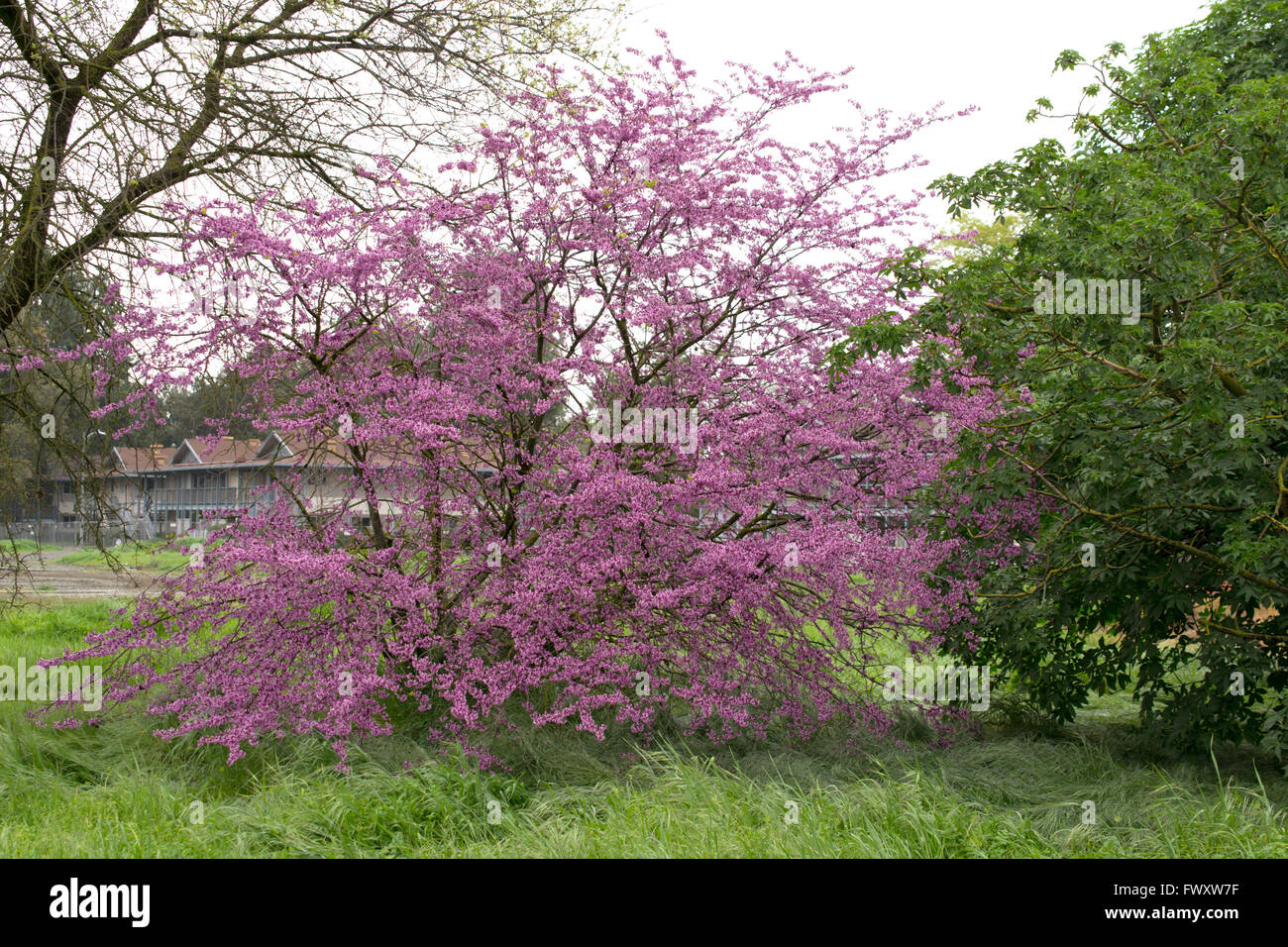 California redbud hi-res stock photography and images - Alamy