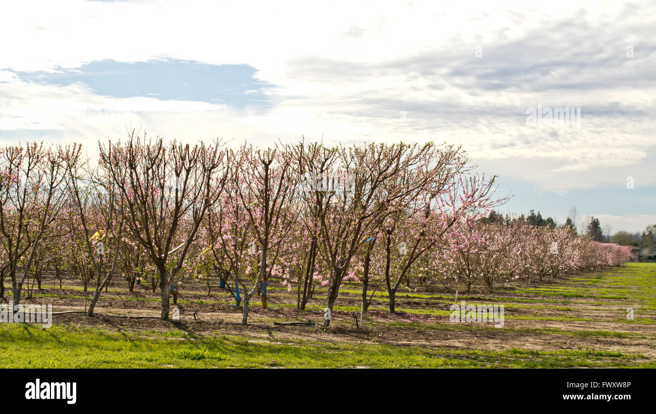 Orchard blooming in the beginning of spring in Davis, California Stock ...