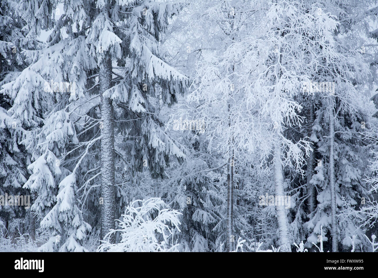 Narke forest hi-res stock photography and images - Alamy