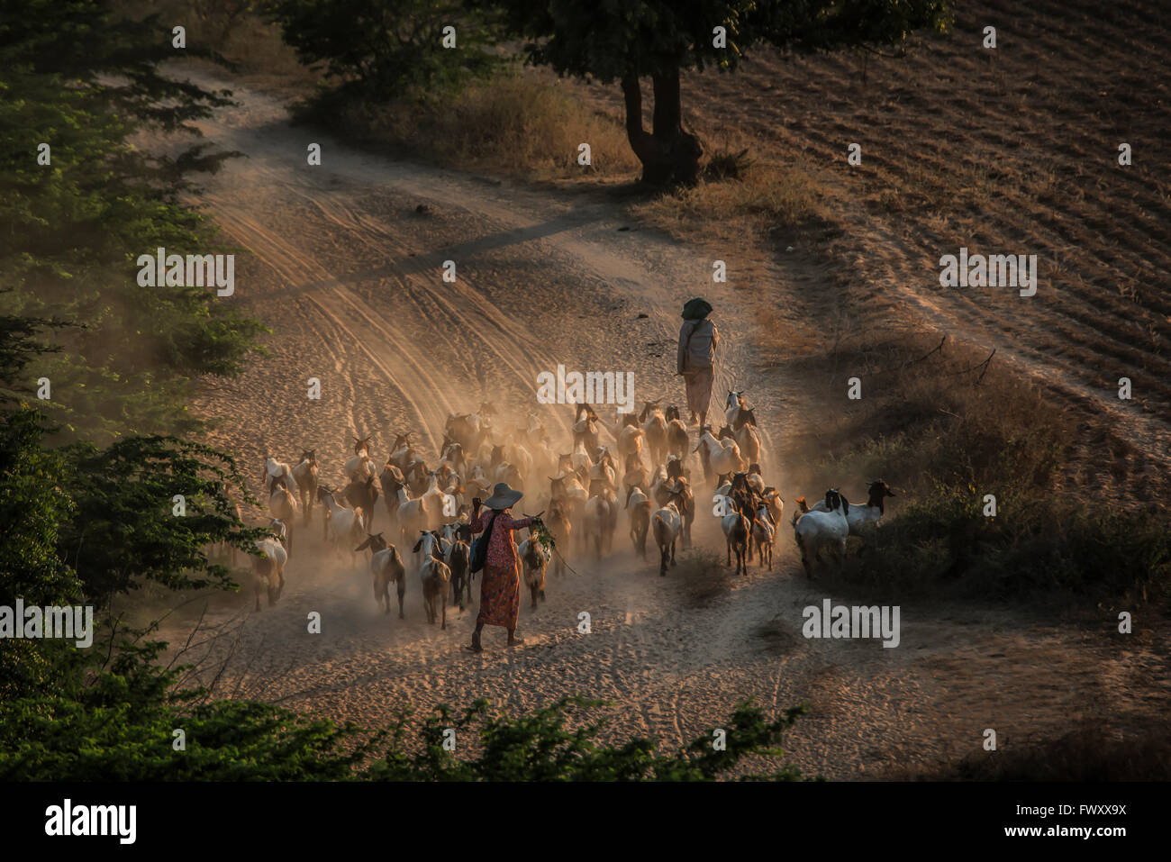 Goat shepherd Photographed in Myanmar Stock Photo - Alamy