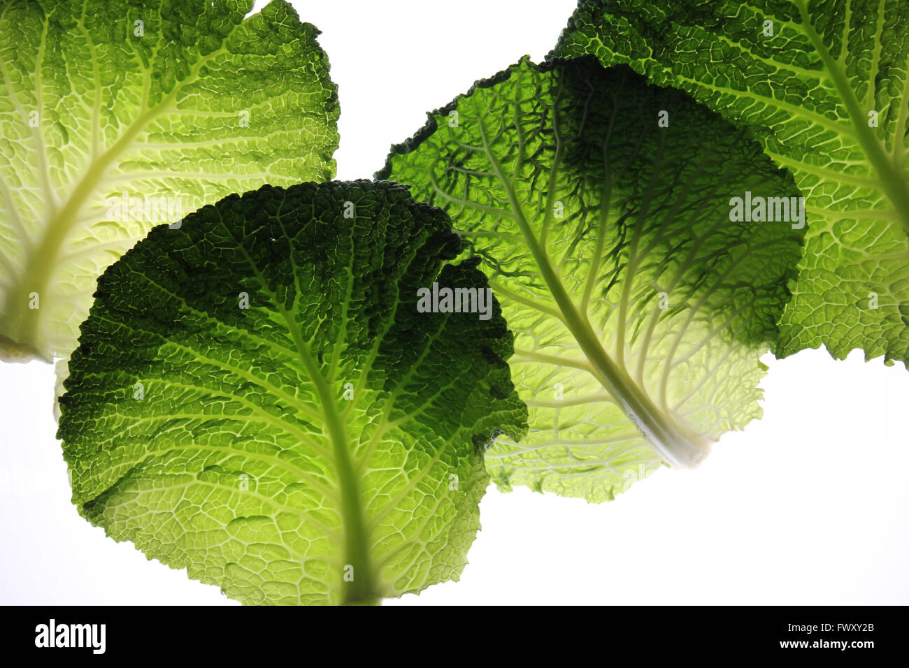 Close up details of savoy cabbage leaf Stock Photo - Alamy
