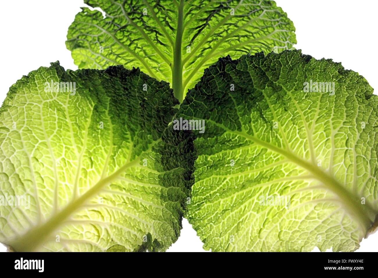 Close up details of savoy cabbage leaf Stock Photo - Alamy