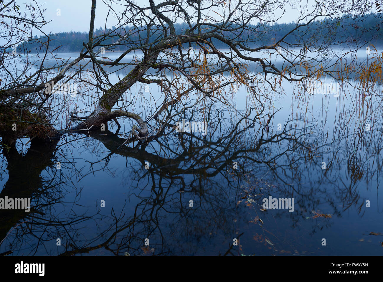 Willow tree in water hi-res stock photography and images - Alamy