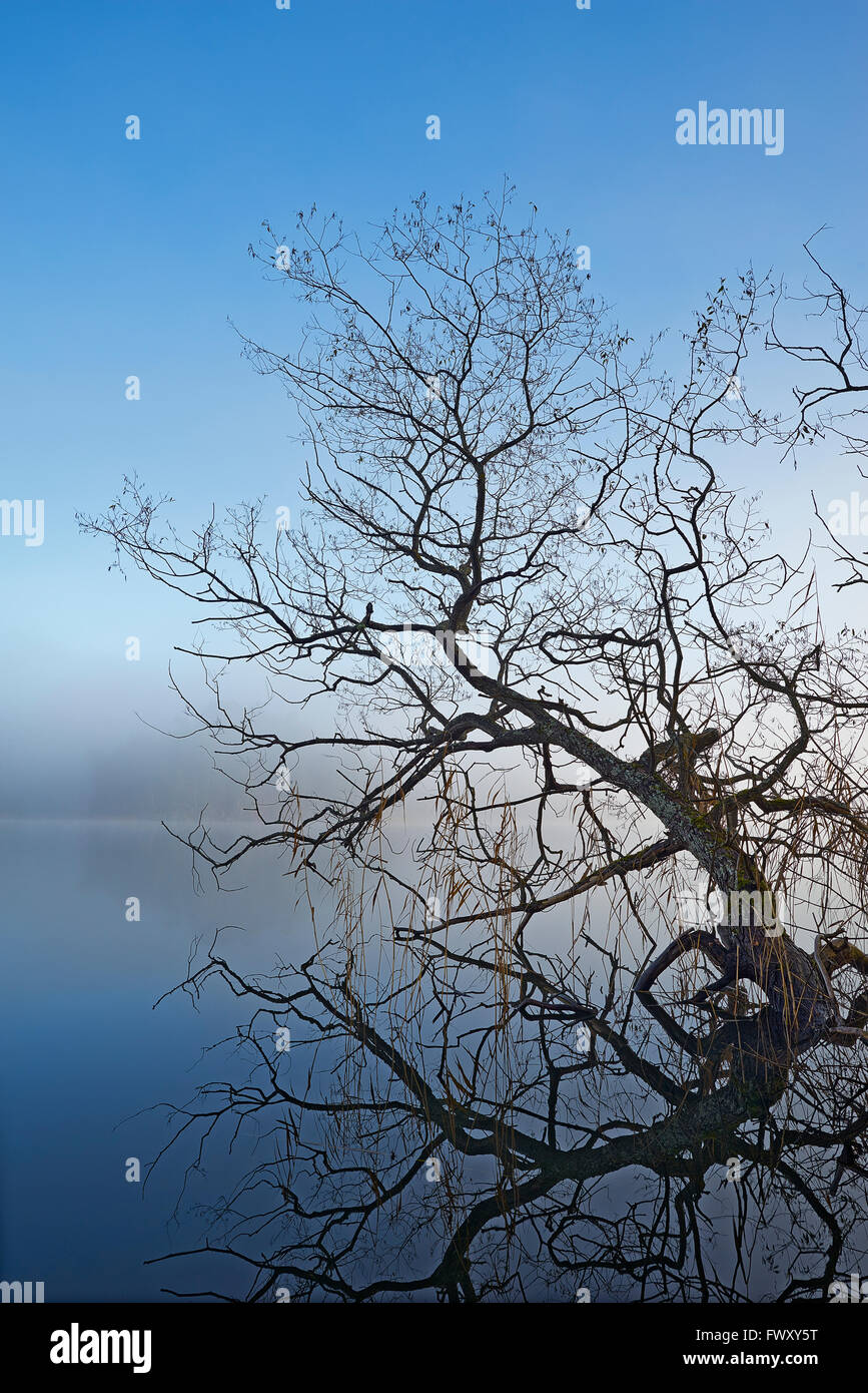 Reflection willow tree in water hi-res stock photography and images - Alamy