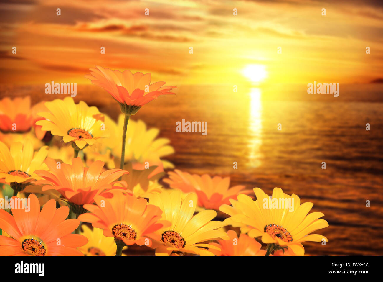 African Sunset Wallpaper High Resolution Stock Photography and Images ...
