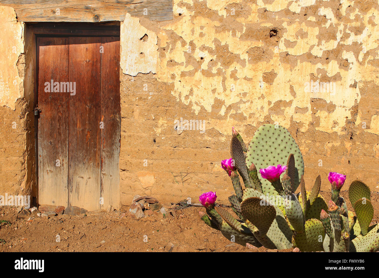 Adobe Wall and Wooden Door with flowering Prickly Pear Cactus Stock ...