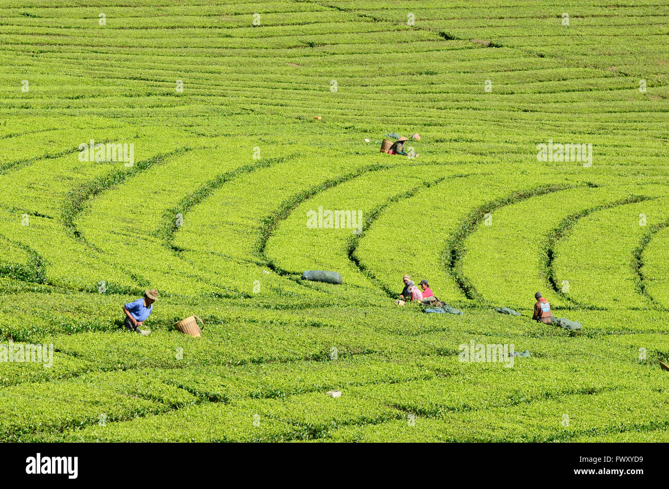 farmer harvesting tea leaf at the the plantation in Patuha, Bandung ...