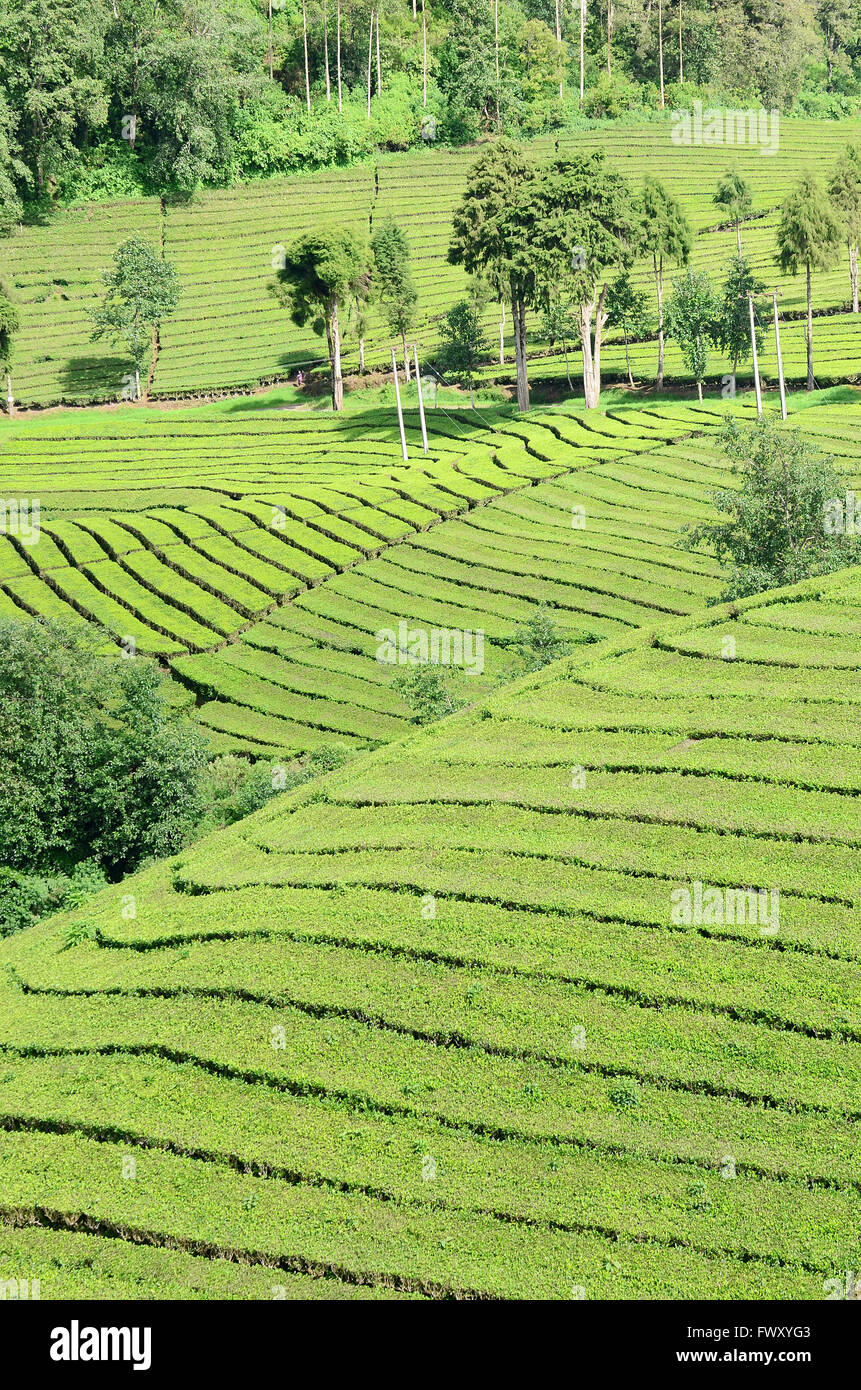 Landscape layer of tea plantation in Patuha, Bandung, West Java ...