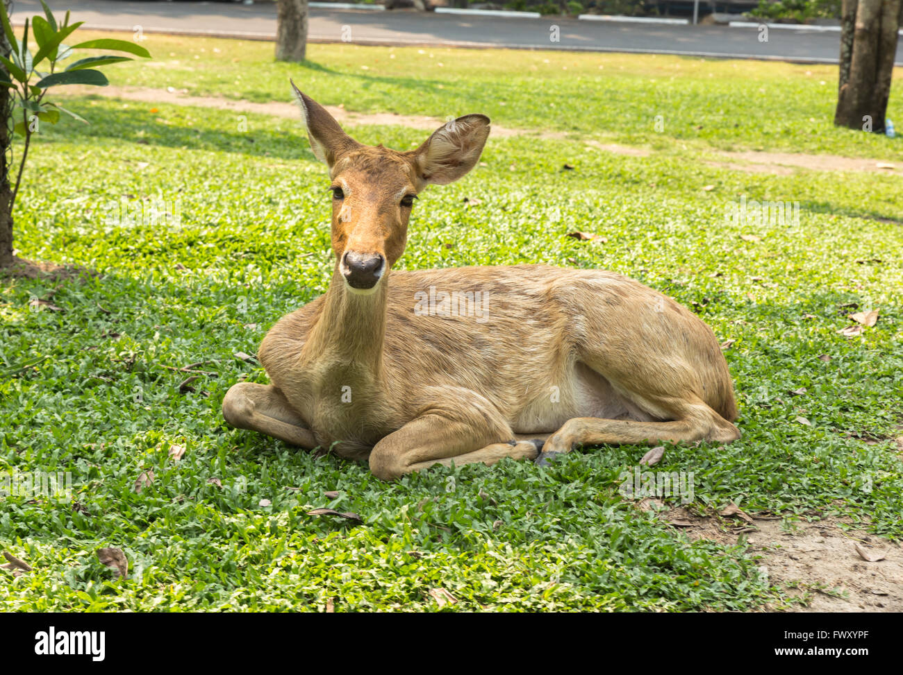 Eld 's deer Stock Photo - Alamy