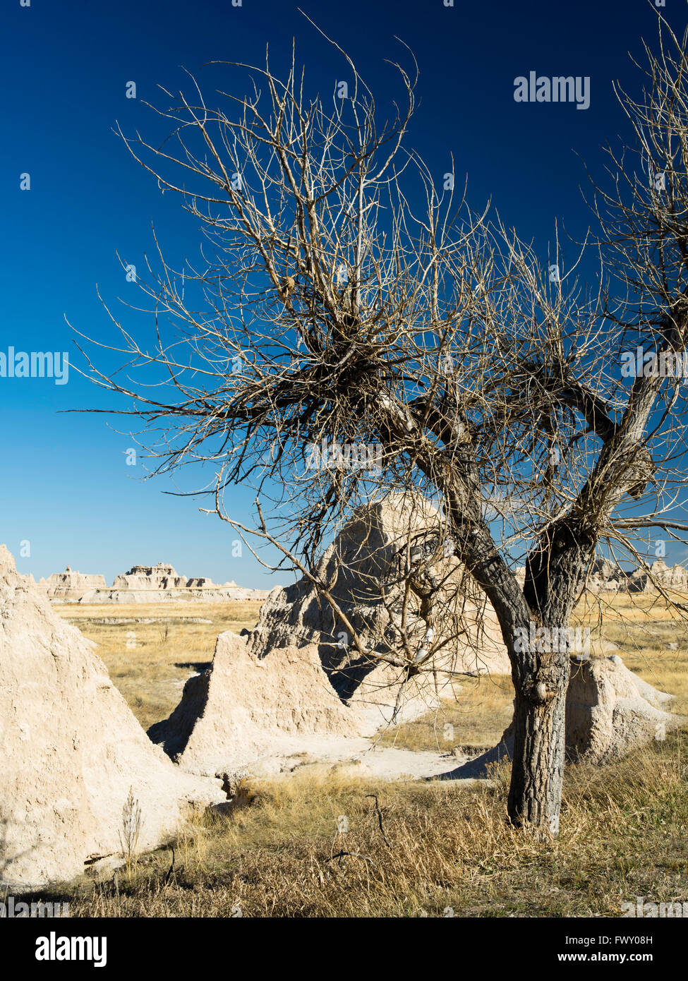 A barren cottonwood tree stands out on the prairie at Badlands National ...
