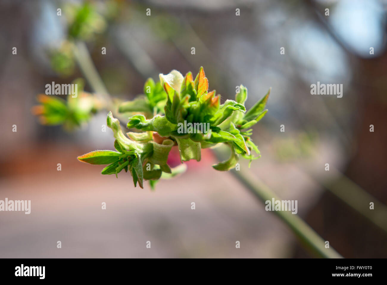 Spring time green leaves hi-res stock photography and images - Alamy