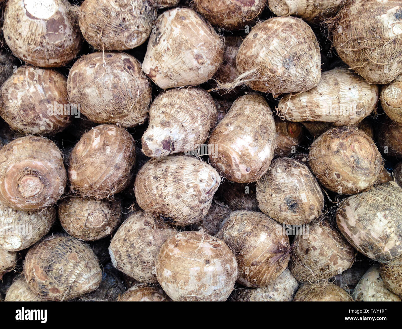 Malanga hi-res stock photography and images - Alamy