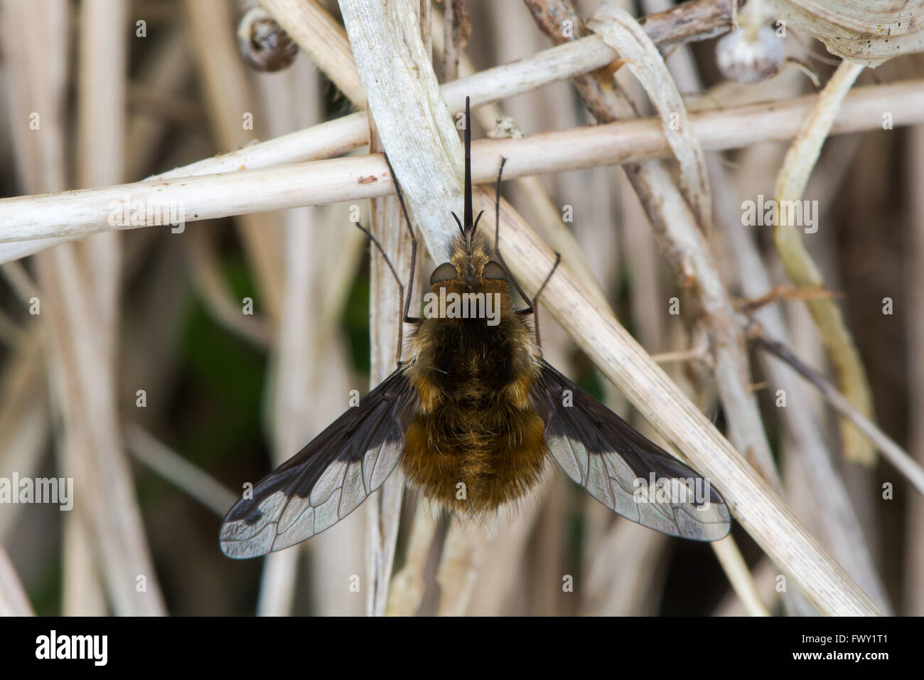 Dark-bordered bee fly (Bombylius major). Bee mimic in the family ...