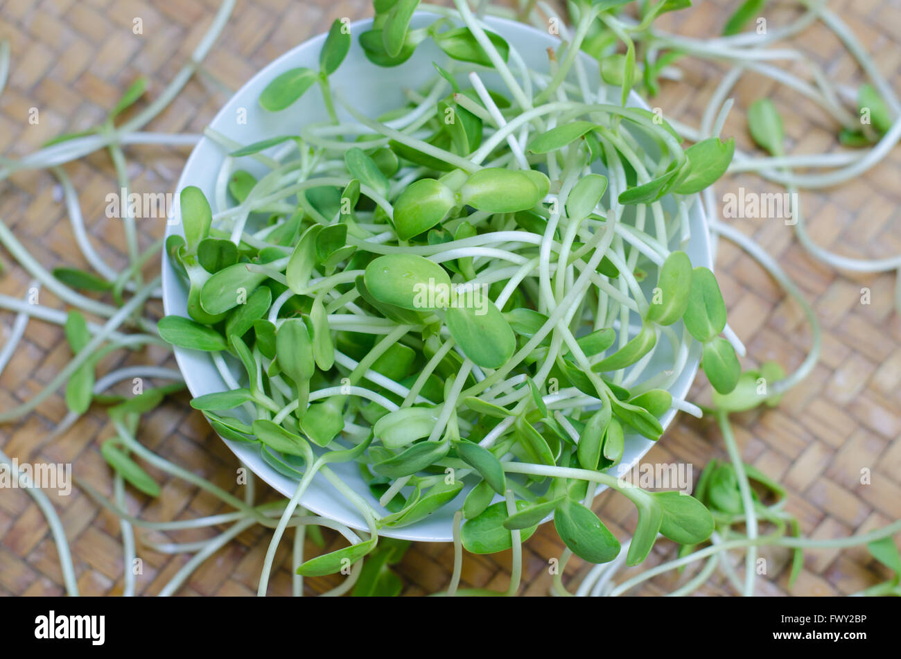 Sprout sunflower hi-res stock photography and images - Alamy