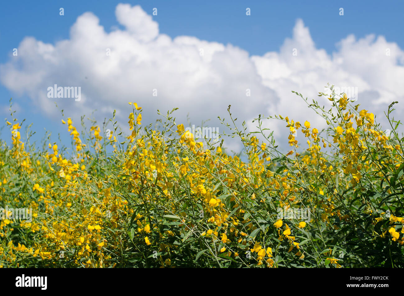 Crotalaria hi-res stock photography and images - Alamy